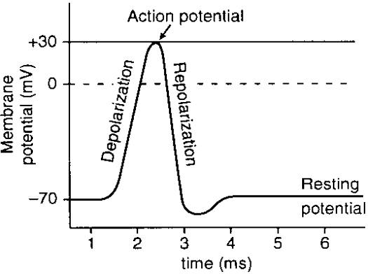 Action Potential Diagram Muscle