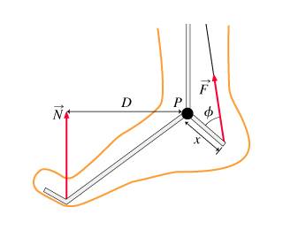 Woman standing on ball of foot - torque • Physics Forums