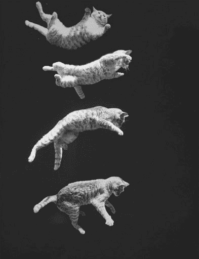 The motion of cats and stuff in free fall • Physics Forums