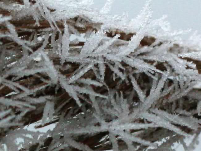 Rime Ice Time: Perfect Picture in Freezing Fog • Physics Forums