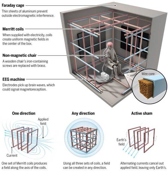 What is the latest research on humans and magnetoreception? • Physics ...