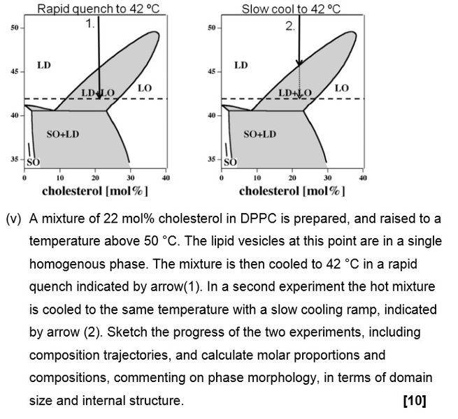Phase Diagram Lipid Membrane Figure 1 From Phase Diagrams Of