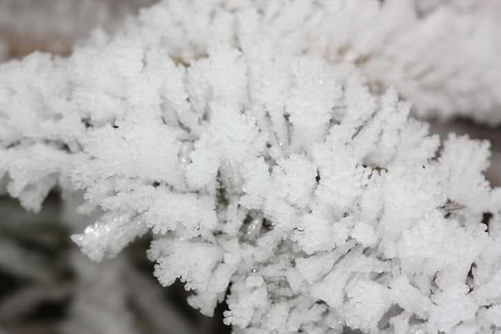 Rime Ice Time: Perfect Picture in Freezing Fog • Physics Forums