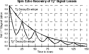 T2 relaxation and Spin Echo of protons
