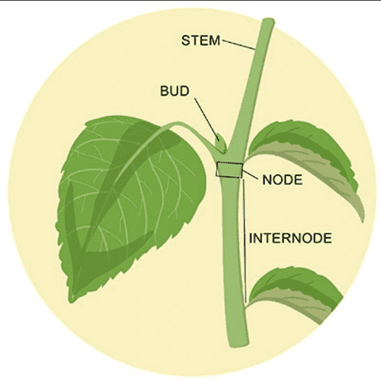 can-one-shoot-tip-in-a-plant-have-more-than-one-apical-meristem