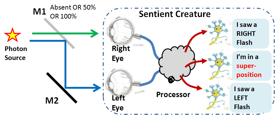 "A sentient being can't be aware of being in a superposition"
