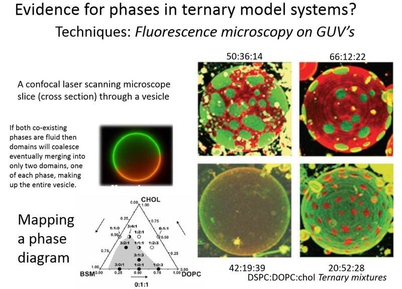 Need help reading a phase diagram for a lipid DMPC
