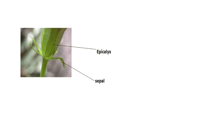 Epicalyx & Sepal: Plant Anatomy Basics • Physics Forums