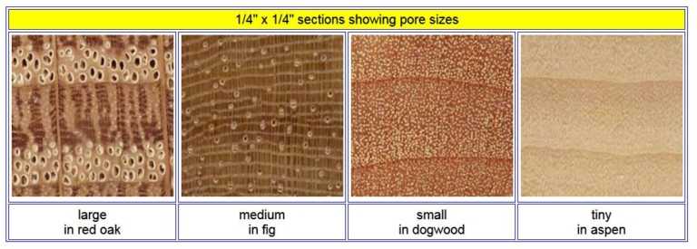 Tell One Wood from Another: Basic Wood Anatomy